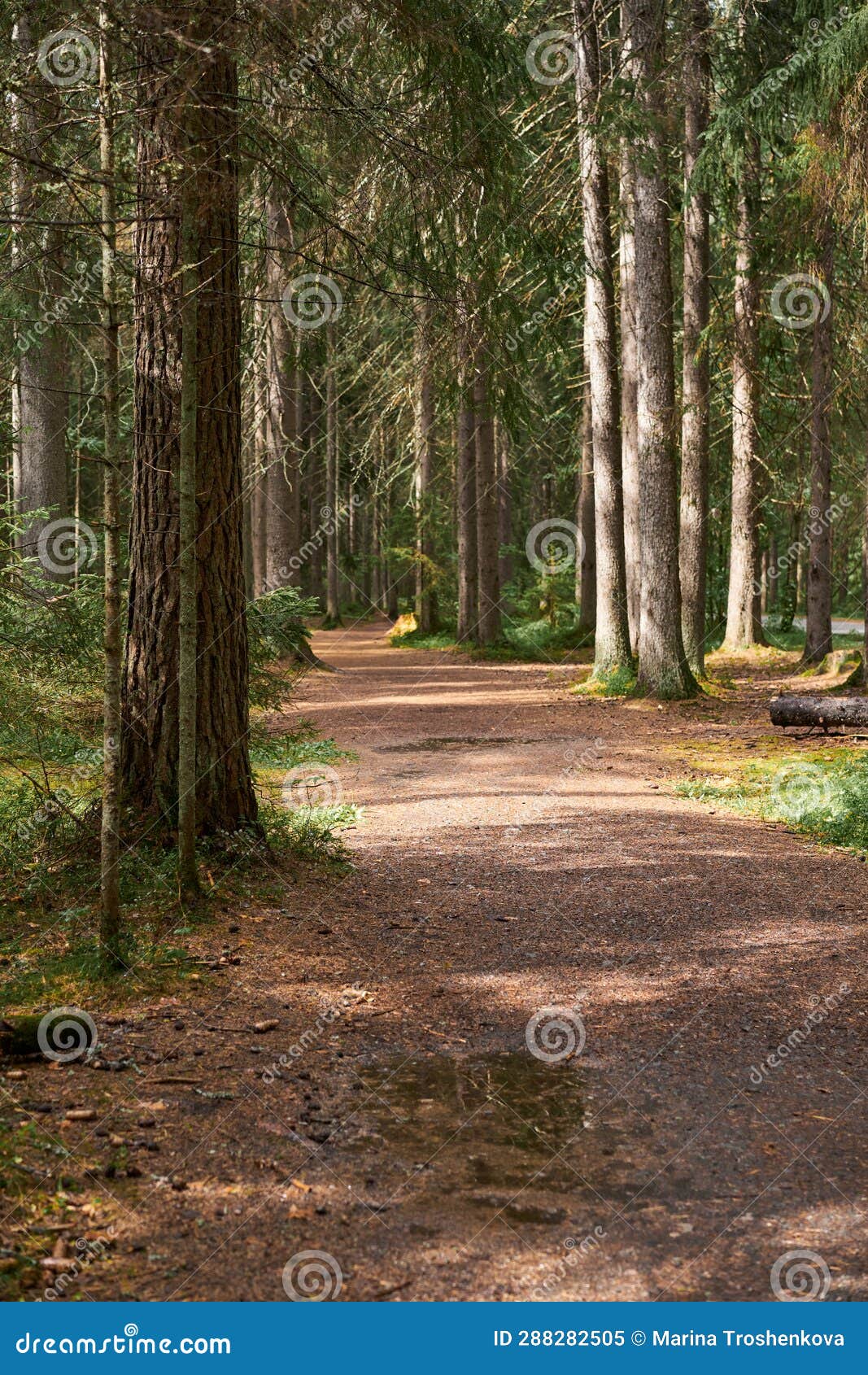Path among the Trees in the Forest Stock Image - Image of green ...