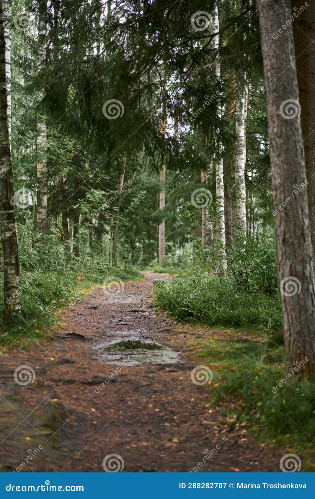 Path among the Trees in the Forest Stock Image - Image of green, park ...