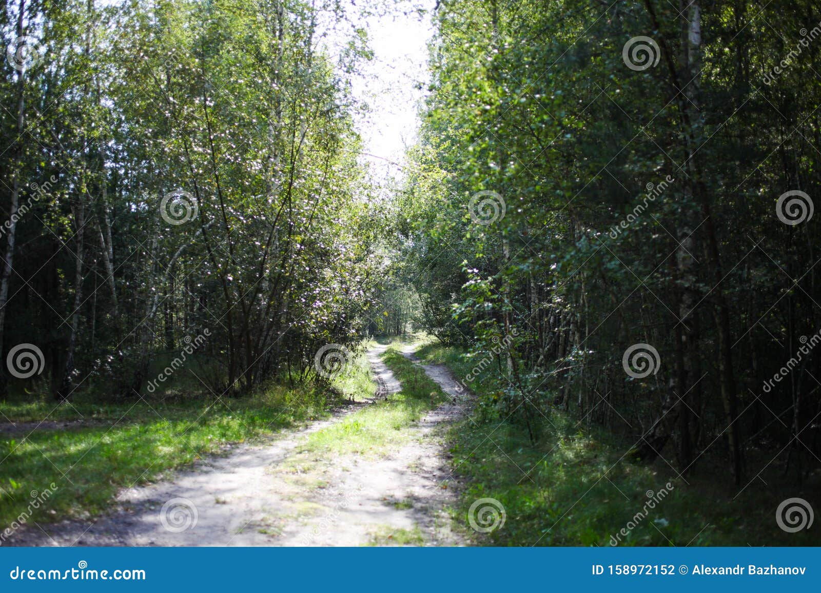 Path between Trees in Forest Stock Photo - Image of daylight, forest ...