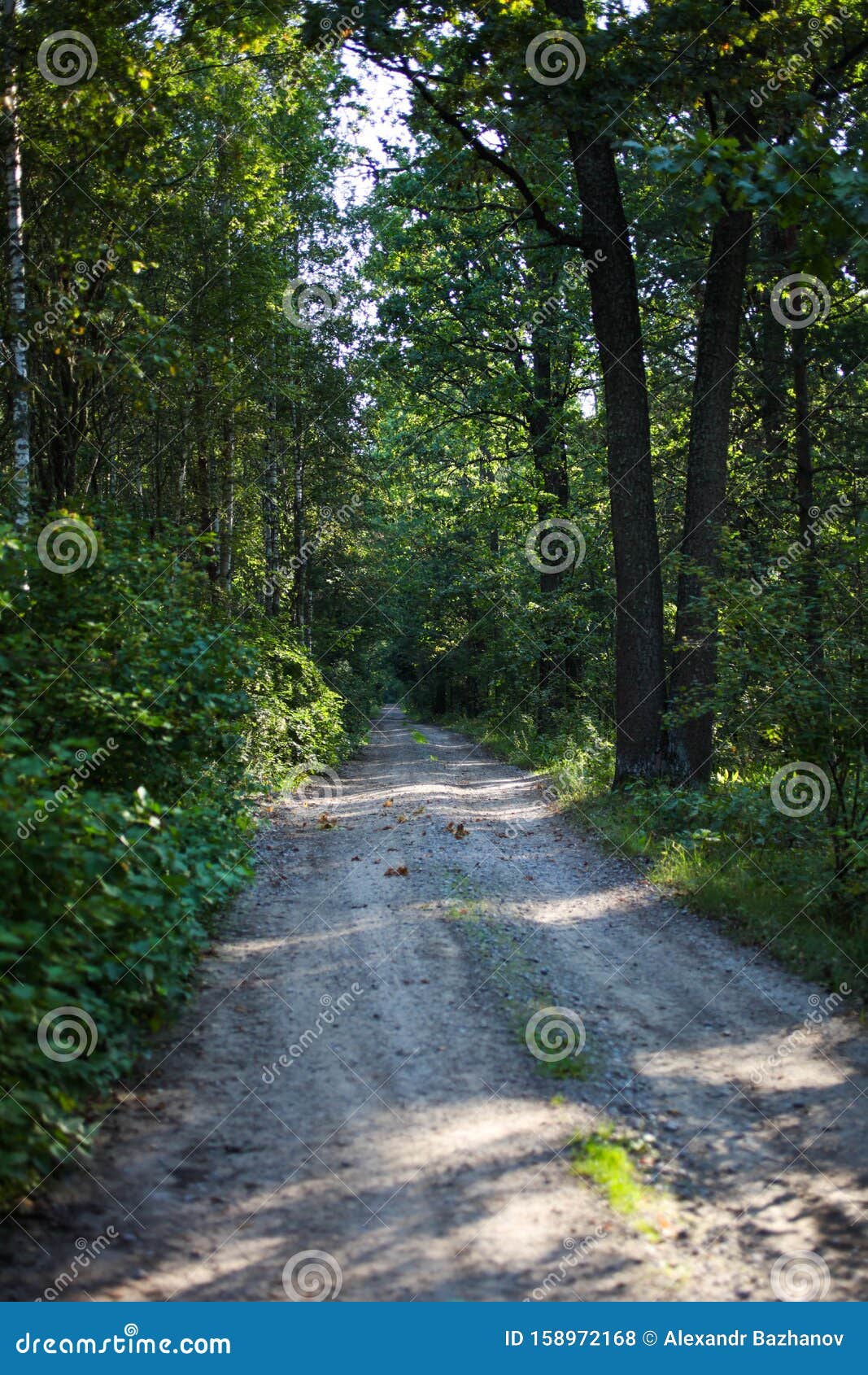 Path between Trees in Forest Stock Photo - Image of landscape, wood ...