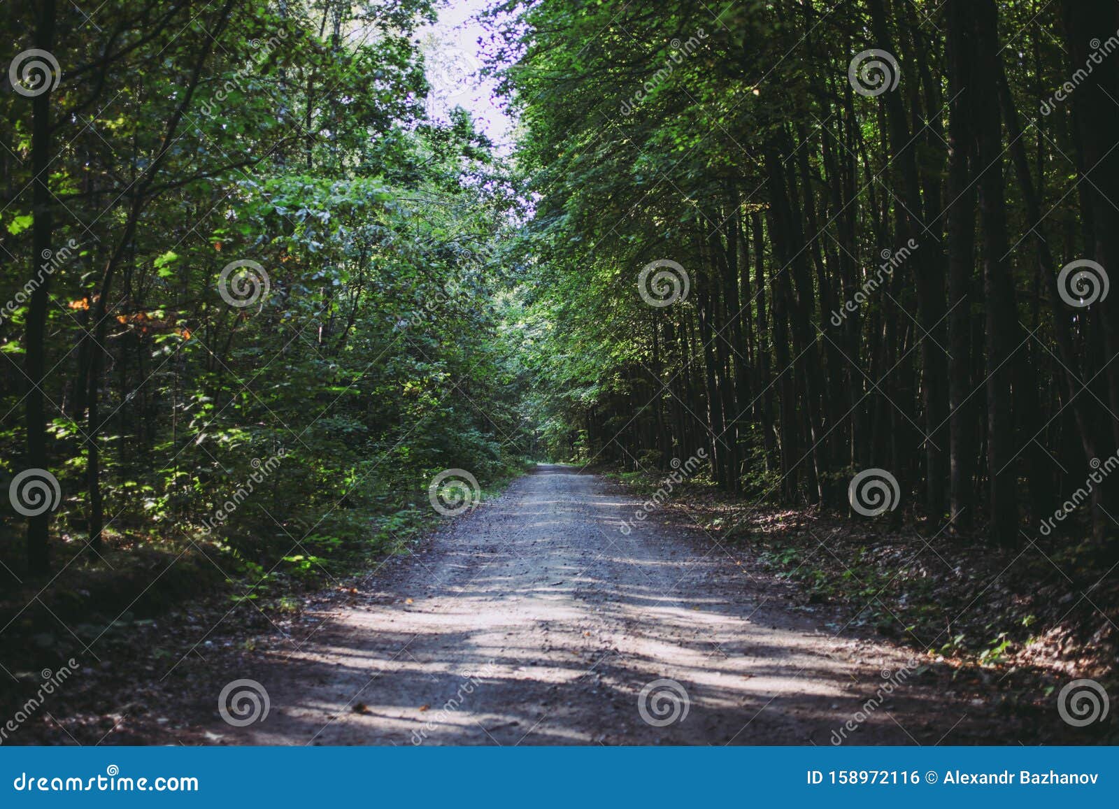 Path between Trees in Forest Stock Photo - Image of greenery, outdoor ...