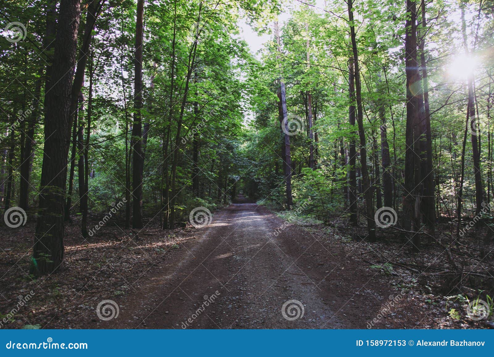 Path between Trees in Forest Stock Image - Image of footpath ...