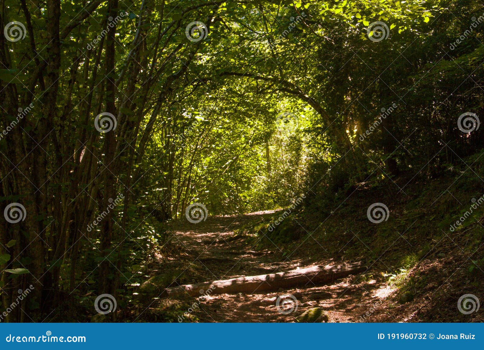 Path among the Trees in the Forest Stock Photo - Image of branches ...