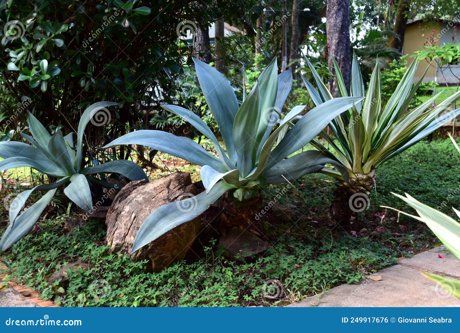 Path between Trees and Gardens, with Nature Around with Flowers and ...