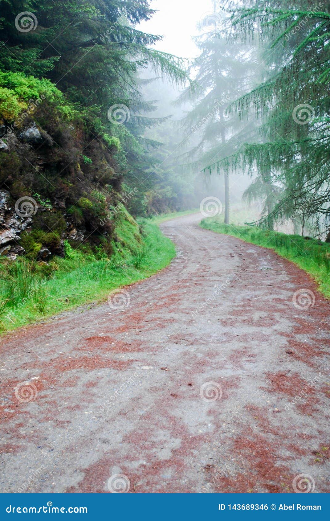 A Path between Trees in Glendalough Ireland Stock Photo - Image of ...