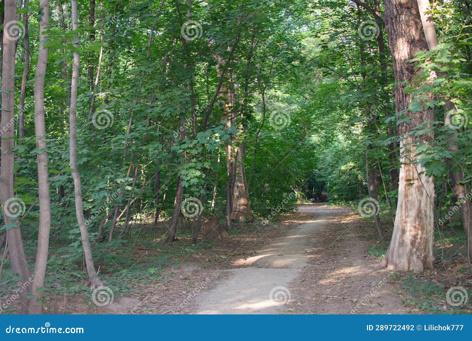 Path among the Trees Going into the Distance Stock Photo - Image of ...