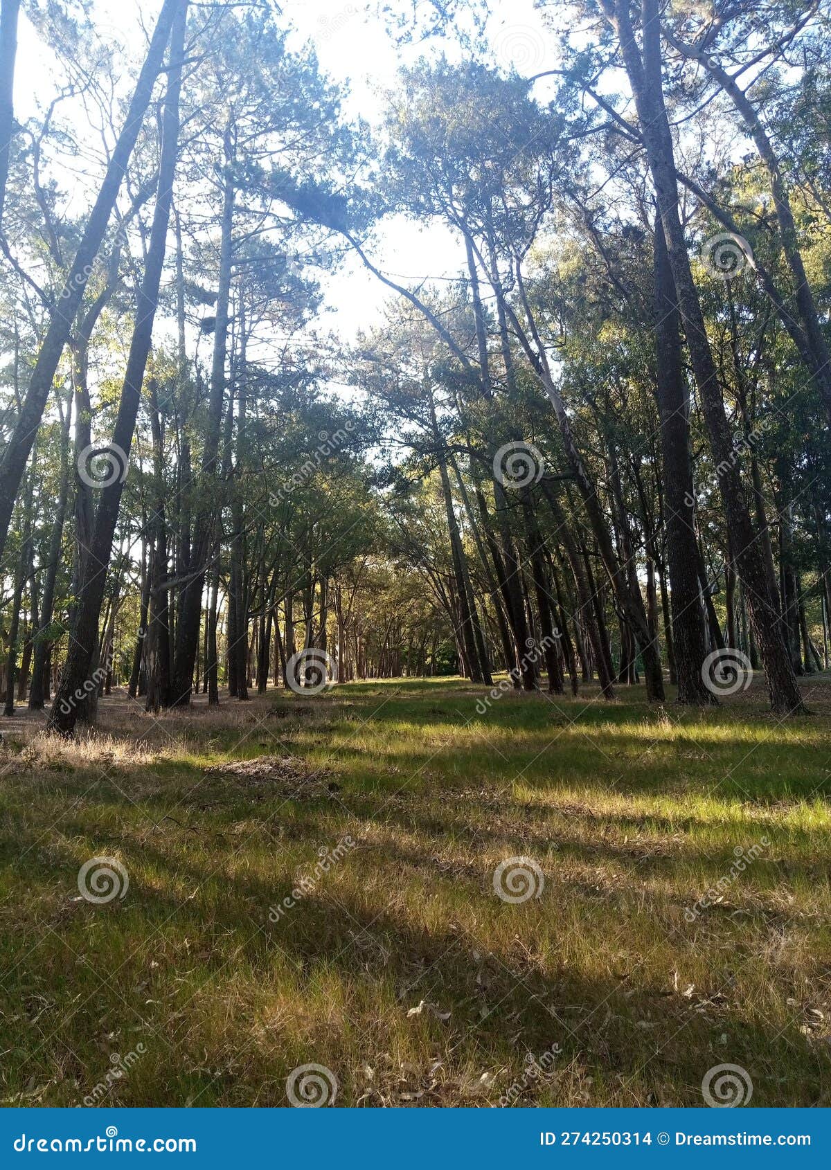 Path of Trees and Grass in the Forest at Day Stock Photo - Image of ...