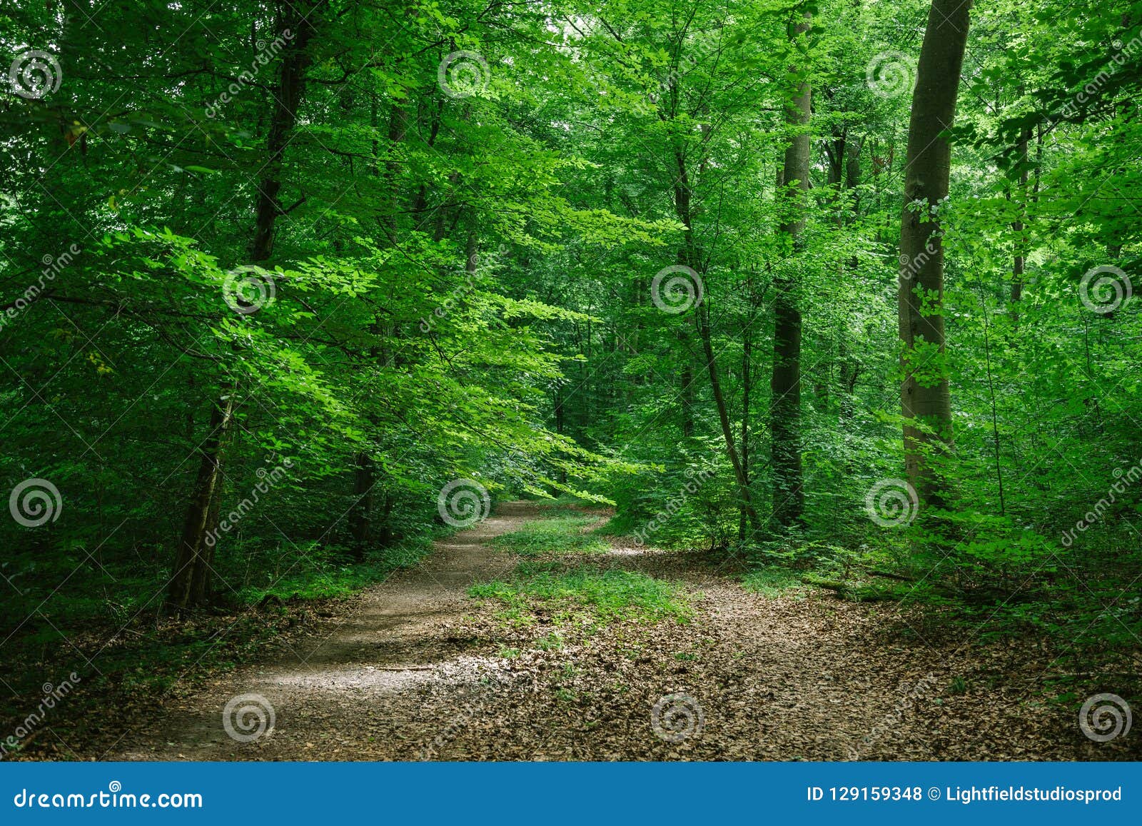 Path between Trees in Green Beautiful Forest Stock Photo - Image of ...