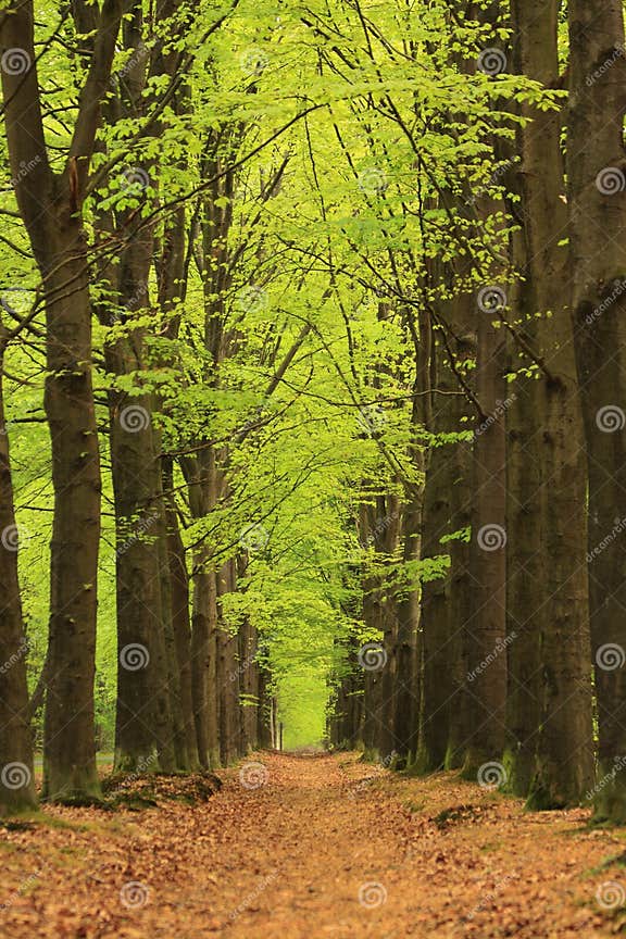 Path with Trees with Green Spring Leaves Stock Photo - Image of spring ...