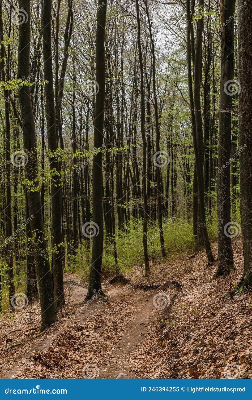 Path between Trees on Hill in Stock Image - Image of scenic, trip ...
