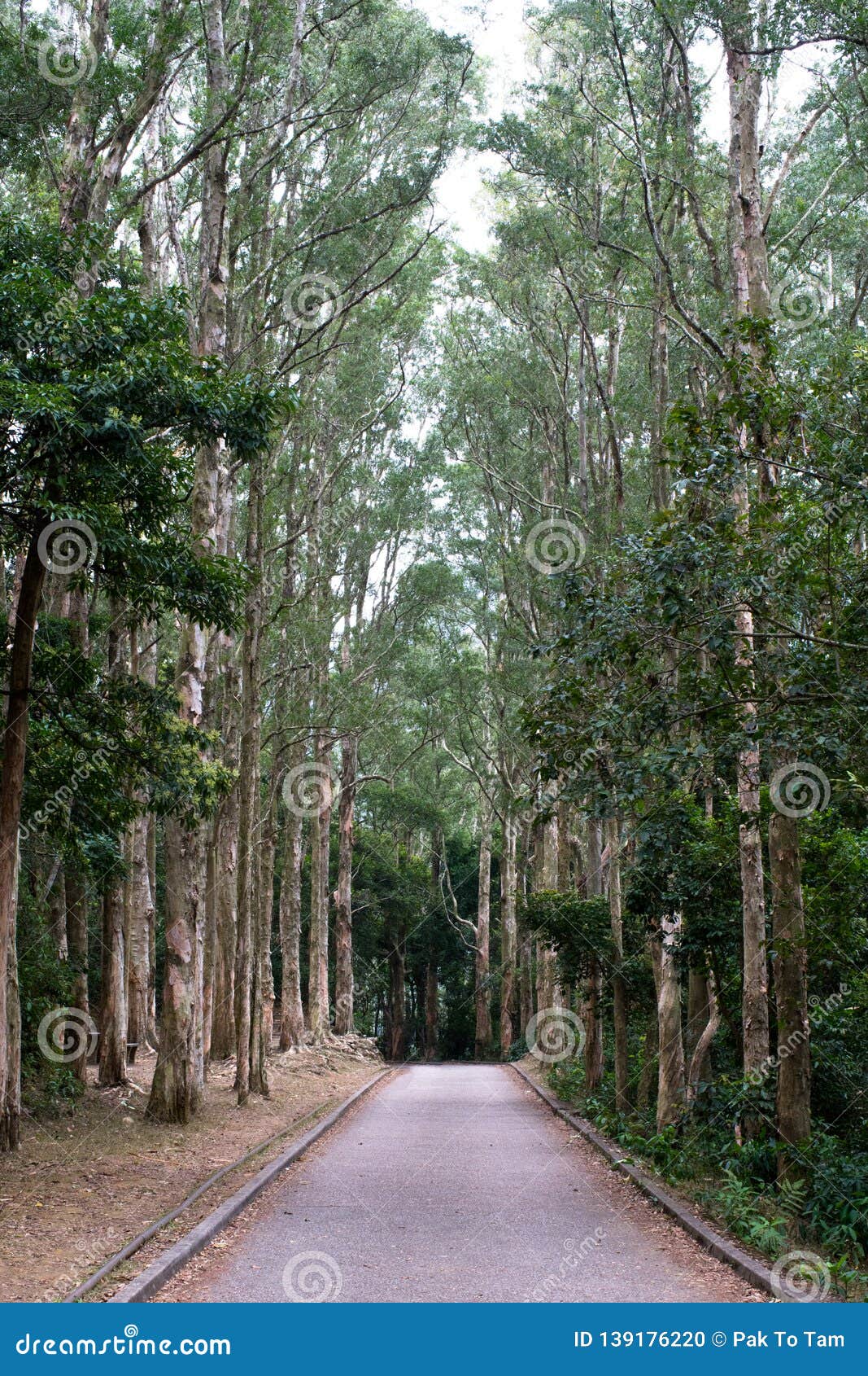 A path with trees stock photo. Image of garden, park - 139176220