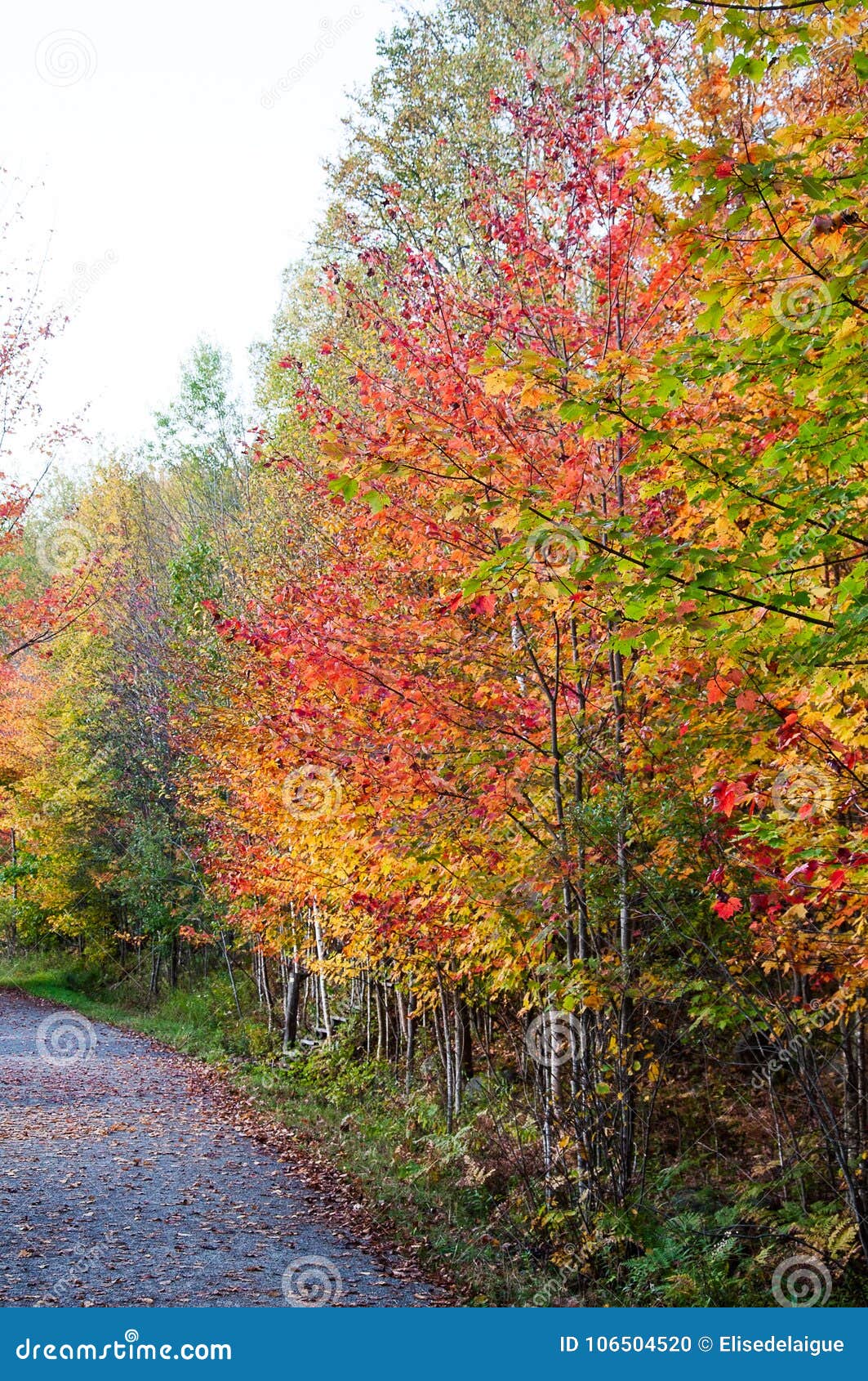 Path and Trees during Indian Summer in Quebec, Canada Stock Photo ...