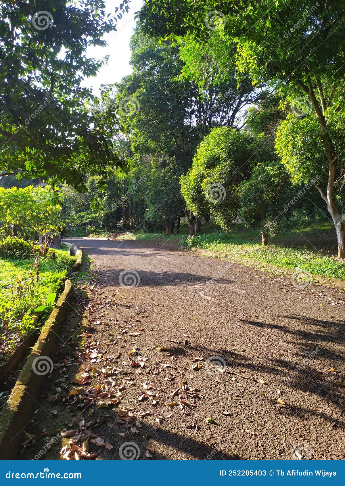 The Path between the Trees in the Afternoon Stock Image - Image of ...