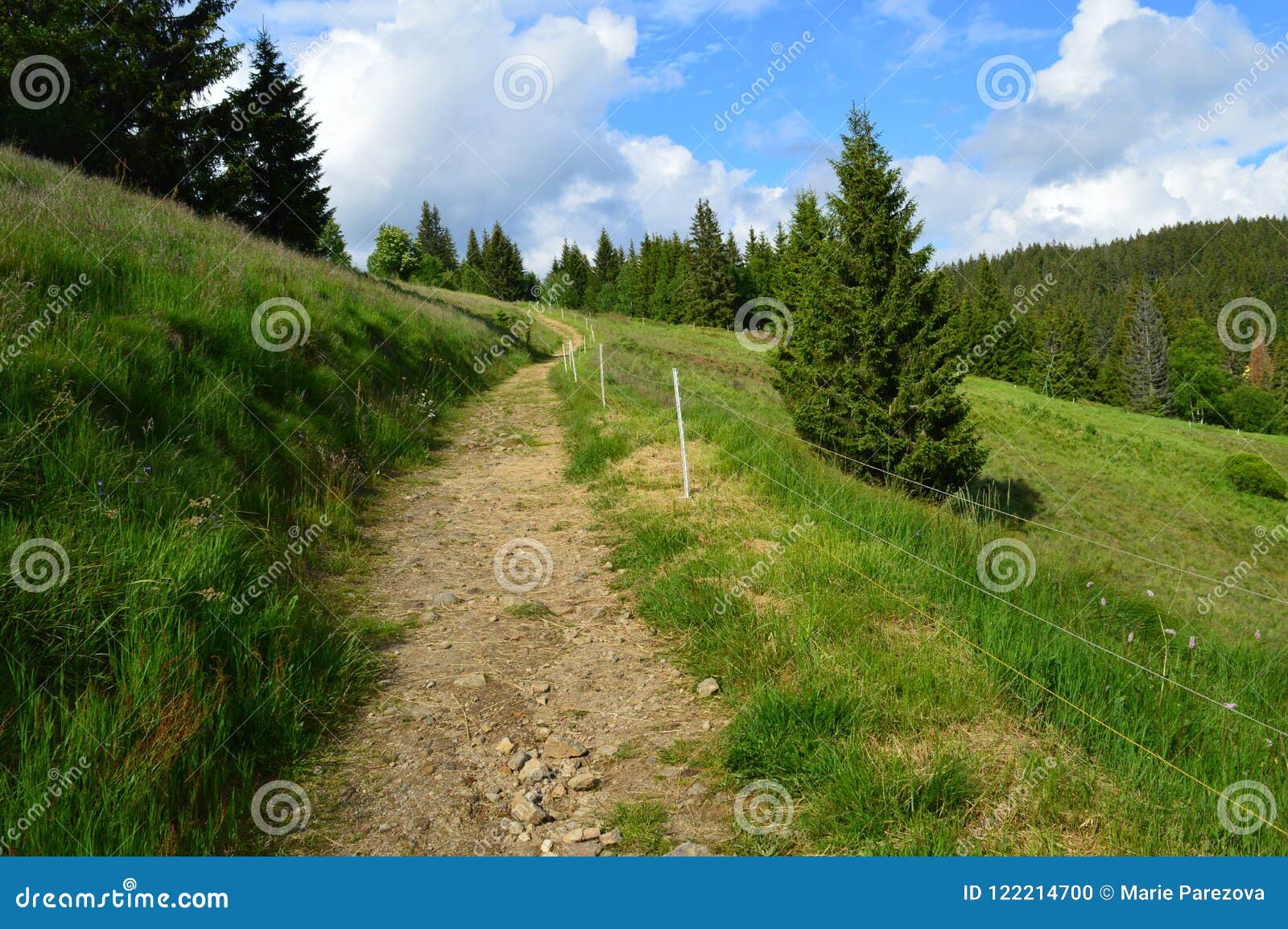 Meadow stock photo. Image of walk, sidewalk, path, plant - 122214700