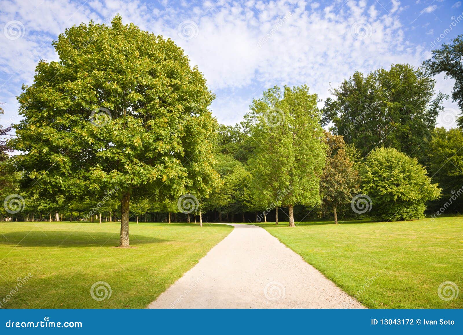 Path between Trees and Meadows Stock Photo - Image of blue, grass: 13043172