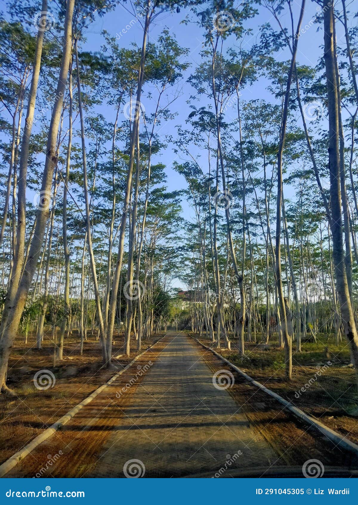 A Path between Trees, in the Middle of the Forest Stock Image - Image ...