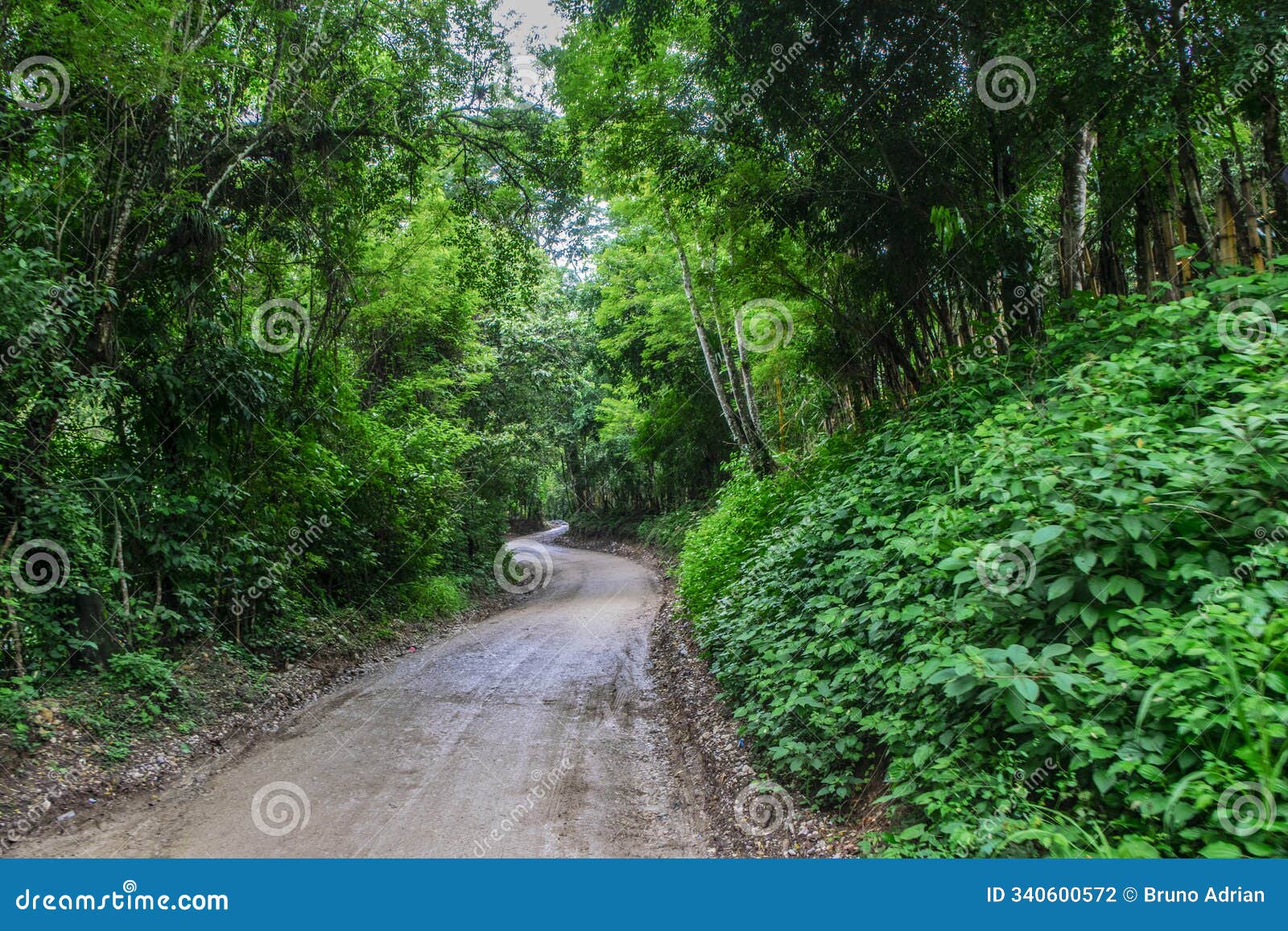 PATH between TREES with MUD Stock Photo - Image of stream, tree: 340600572