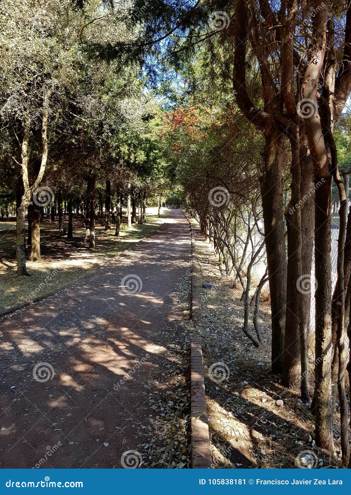 Path between the trees stock image. Image of walking - 105838181