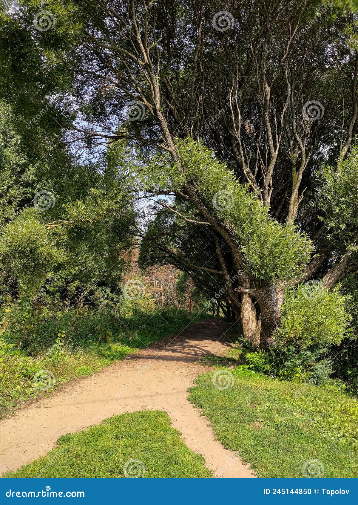 Path among the Trees in a Park Stock Photo - Image of season, nature ...
