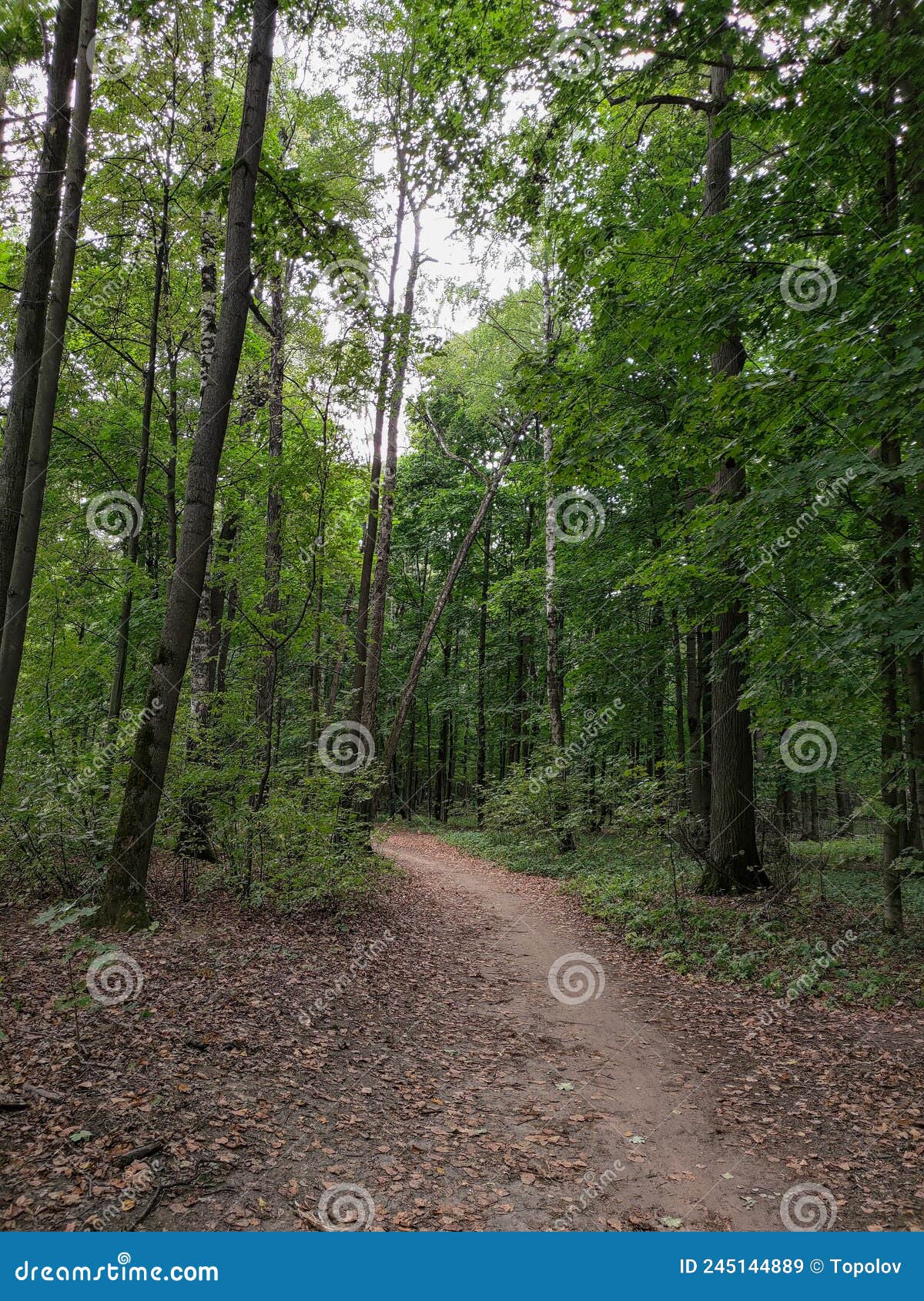 Path among the Trees in a Park Stock Image - Image of nature, vivid ...