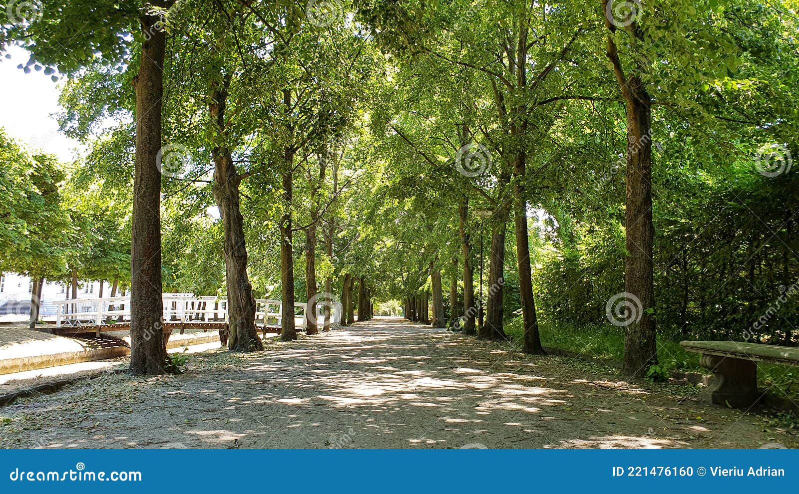 Path among the Trees in the Park, Nature Stock Photo - Image of avenue ...