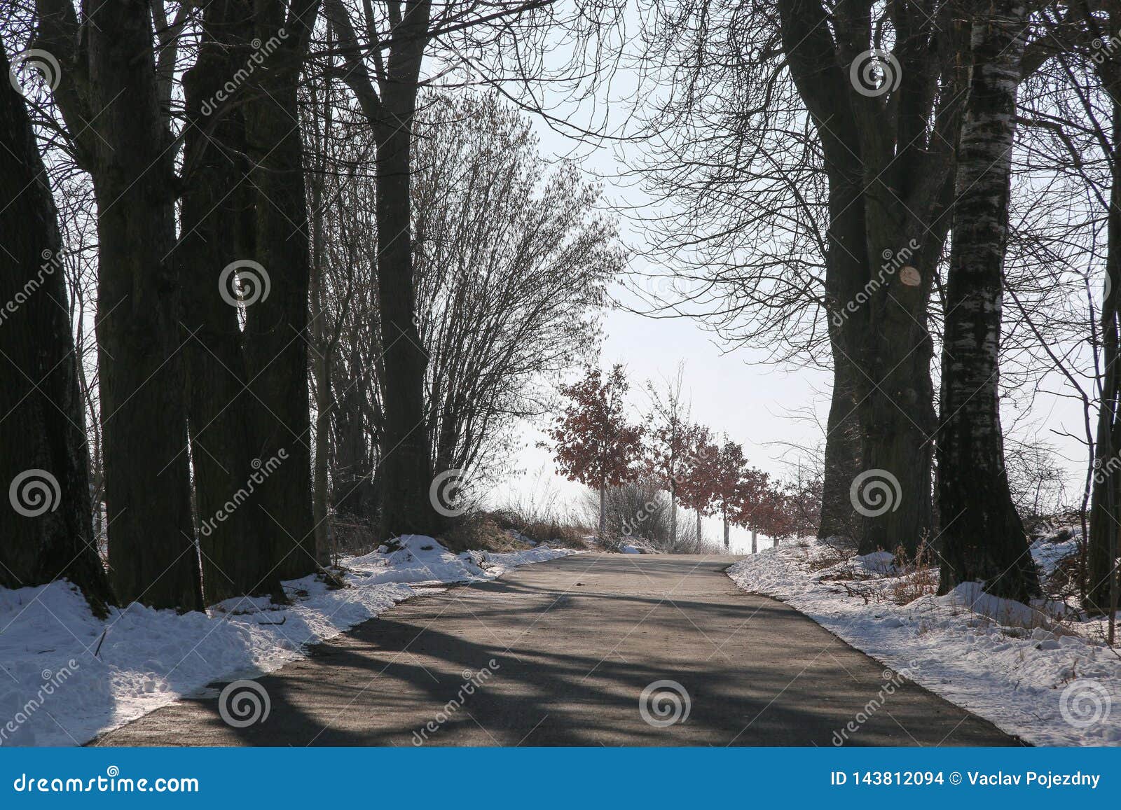 Path between the trees stock photo. Image of beech, bright - 143812094