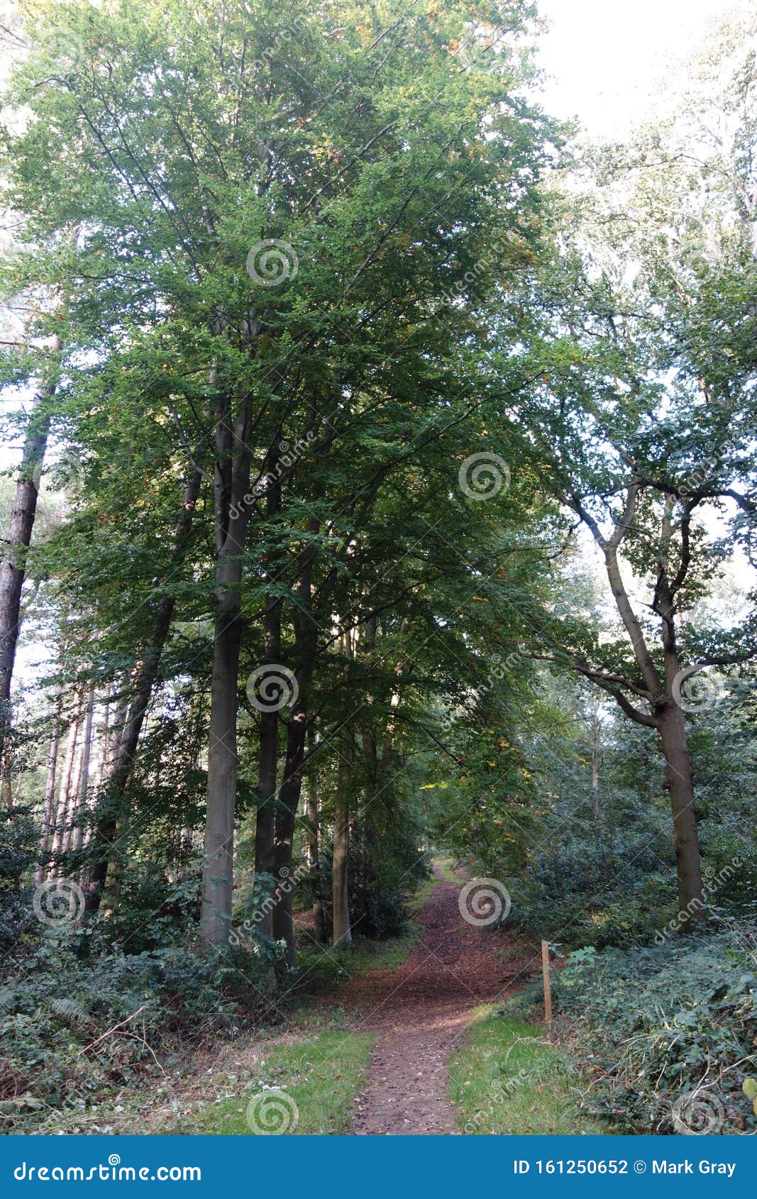 Path between Trees stock photo. Image of path, trees - 161250652
