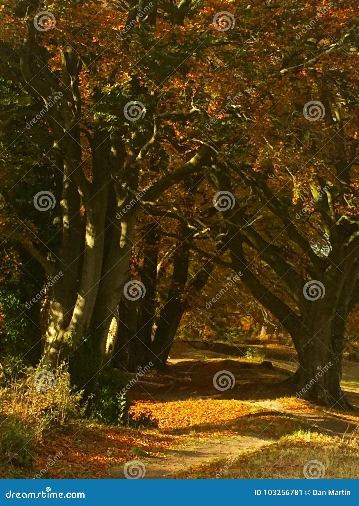 Path through Trees stock image. Image of sarum, path - 103256781