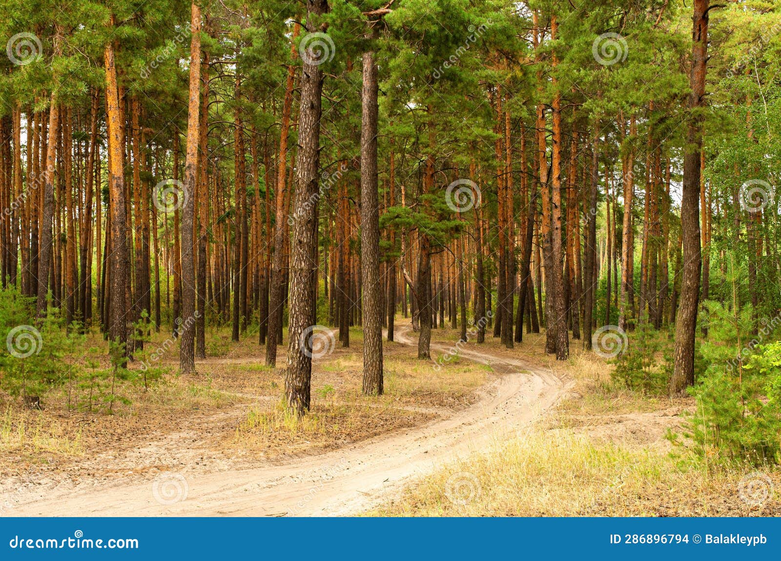 Path among trees stock photo. Image of leaf, season - 286896794