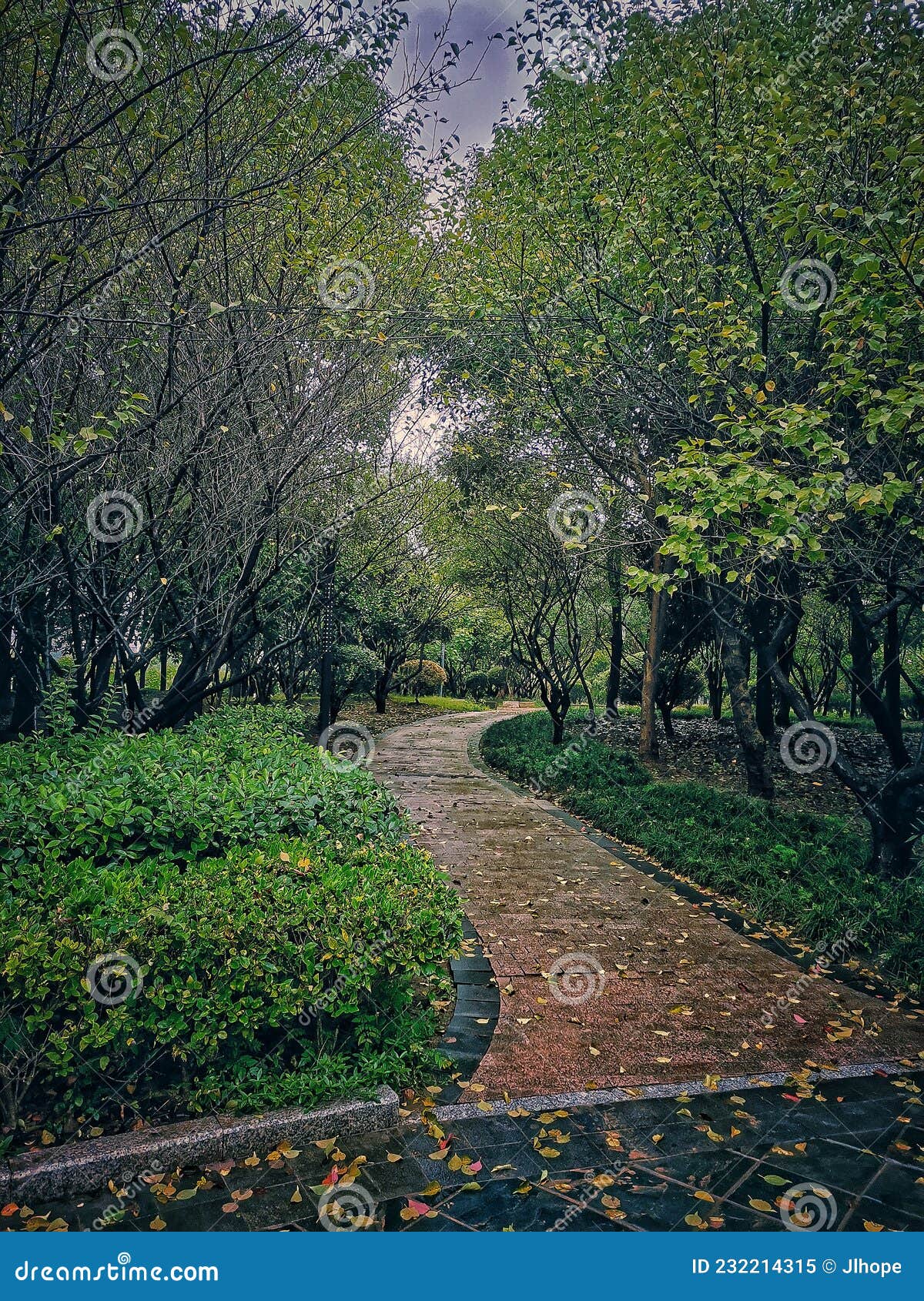 Path through the trees stock image. Image of plants - 232214315