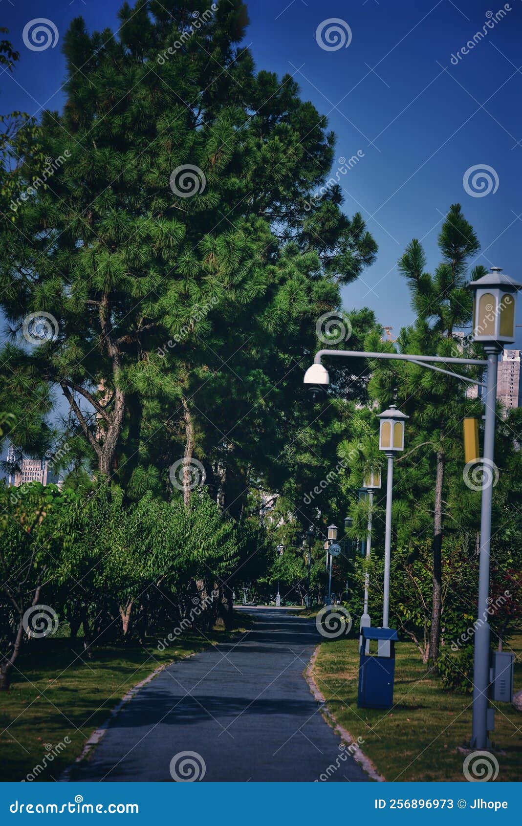 Path through the trees stock image. Image of nature - 256896973