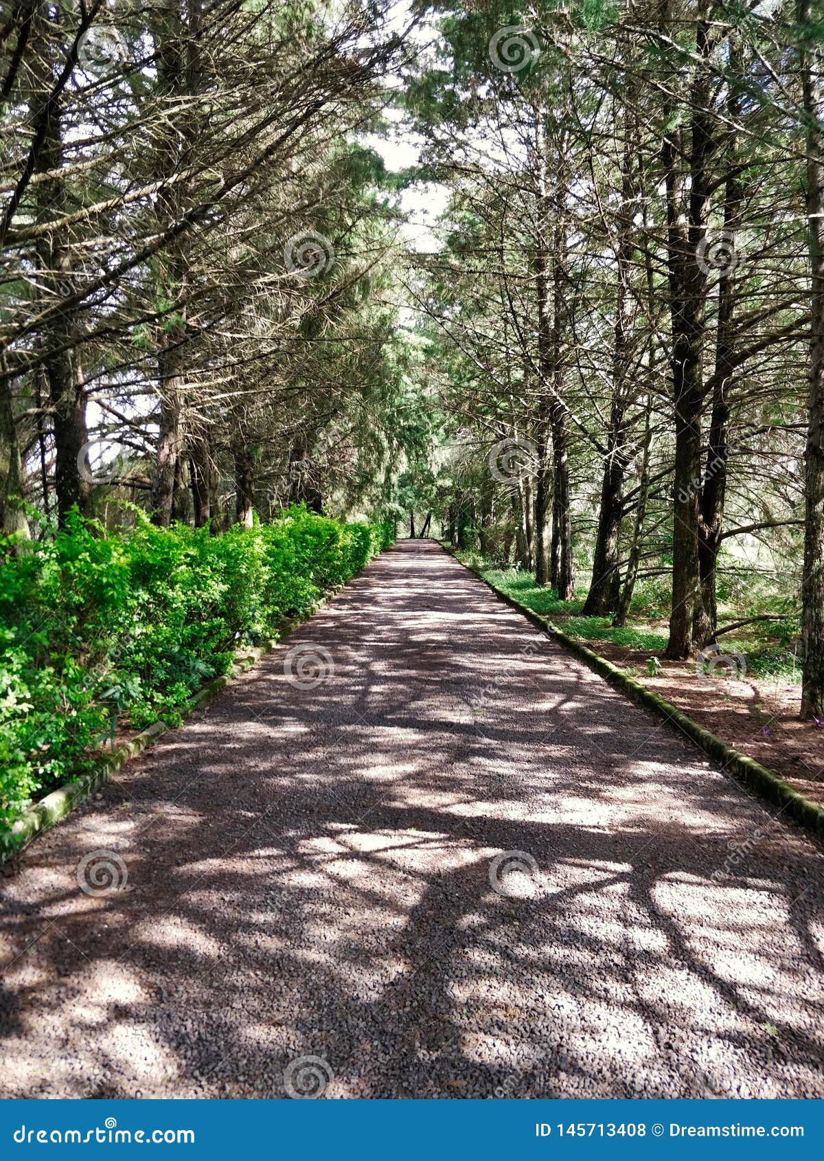 A path of trees stock photo. Image of plant, shadows - 145713408