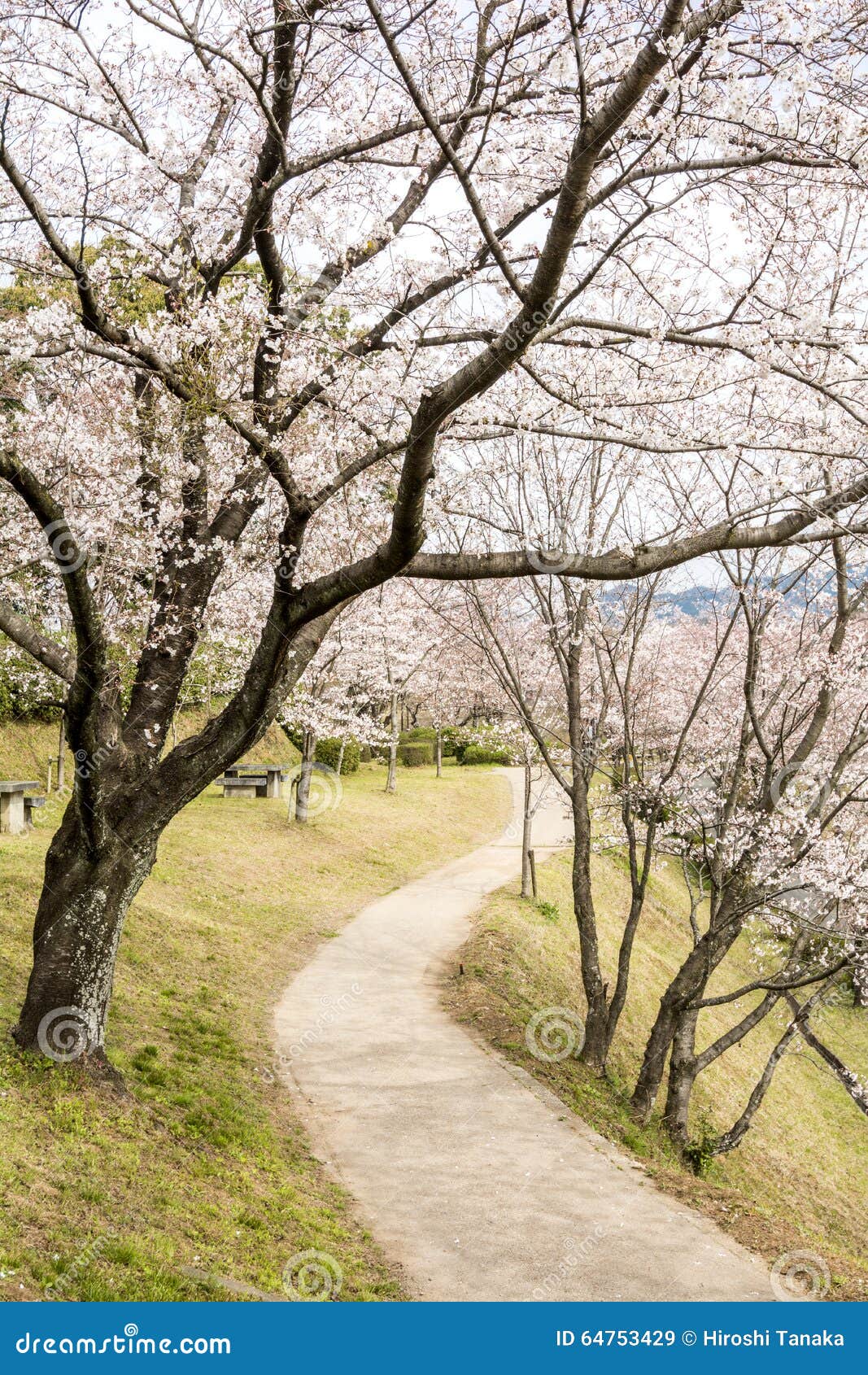 Path among trees stock image. Image of kumamoto, japanese - 64753429