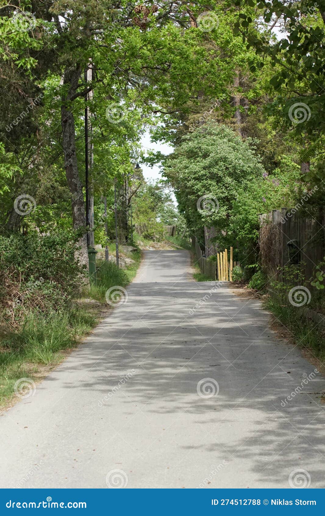 A Path with Trees on the Side of a Road Stock Photo - Image of woodland ...
