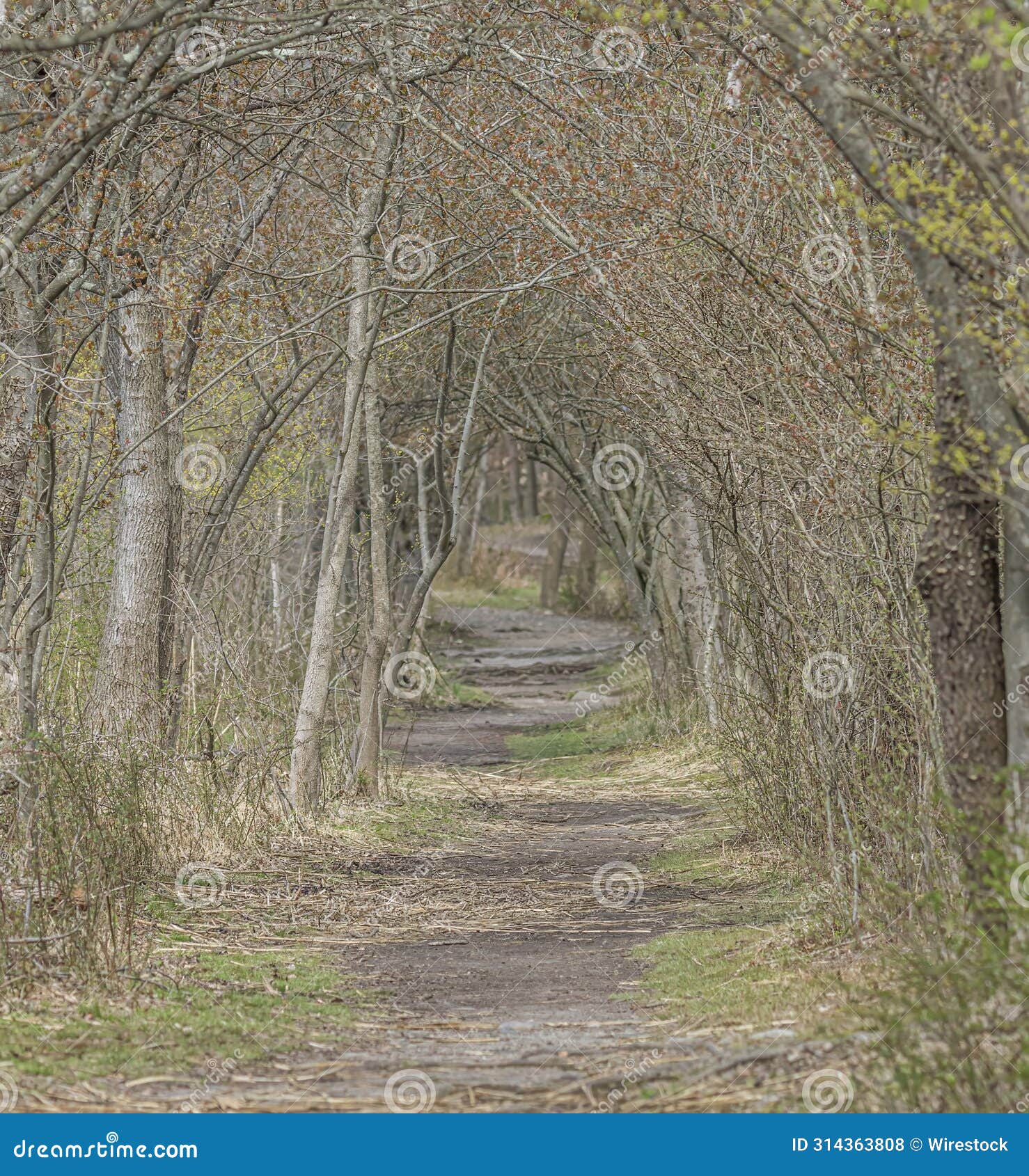 A Path through Trees on a Small Track through the Woods Stock Photo ...
