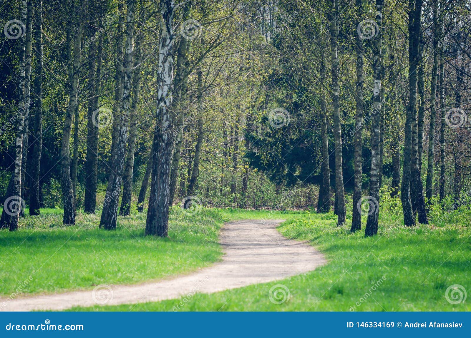 Path between Trees in Spring City Park Stock Image - Image of bench ...