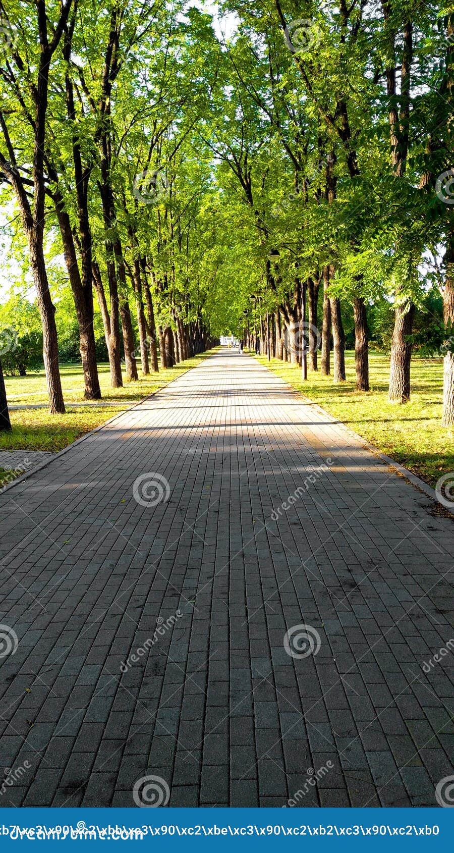 Path among the trees stock photo. Image of garden, plant - 196138070