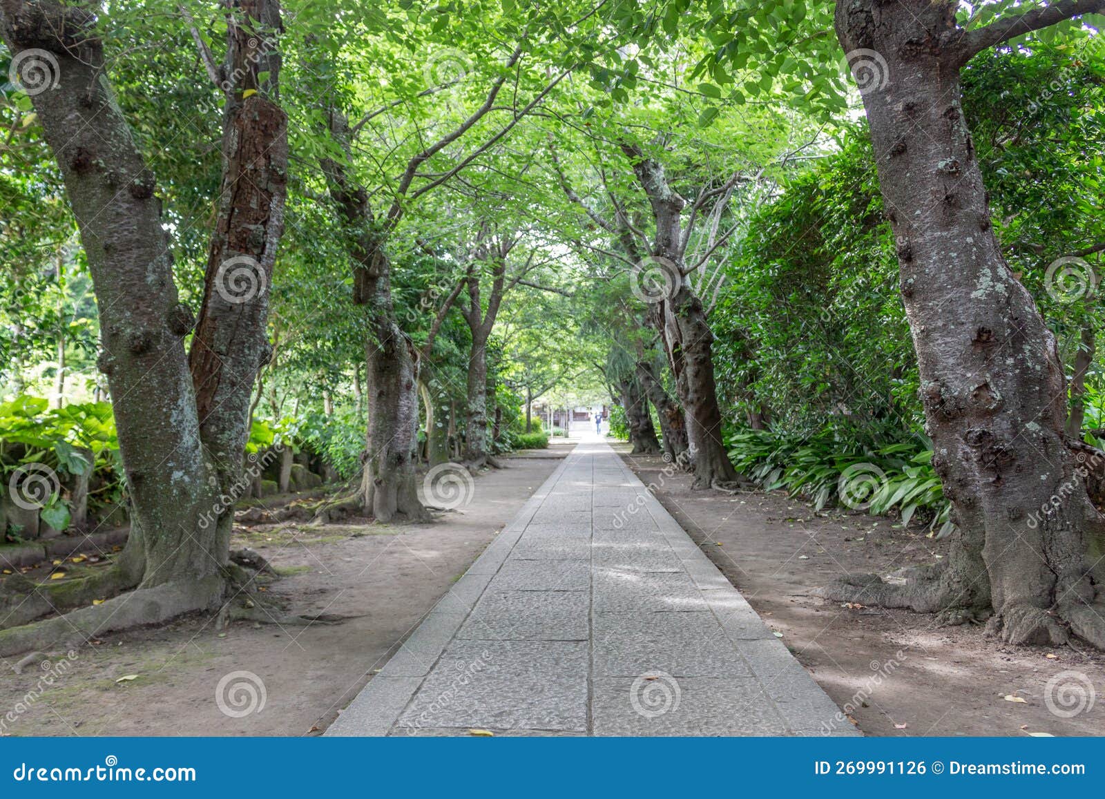 Path through trees, Japan stock photo. Image of religion - 269991126