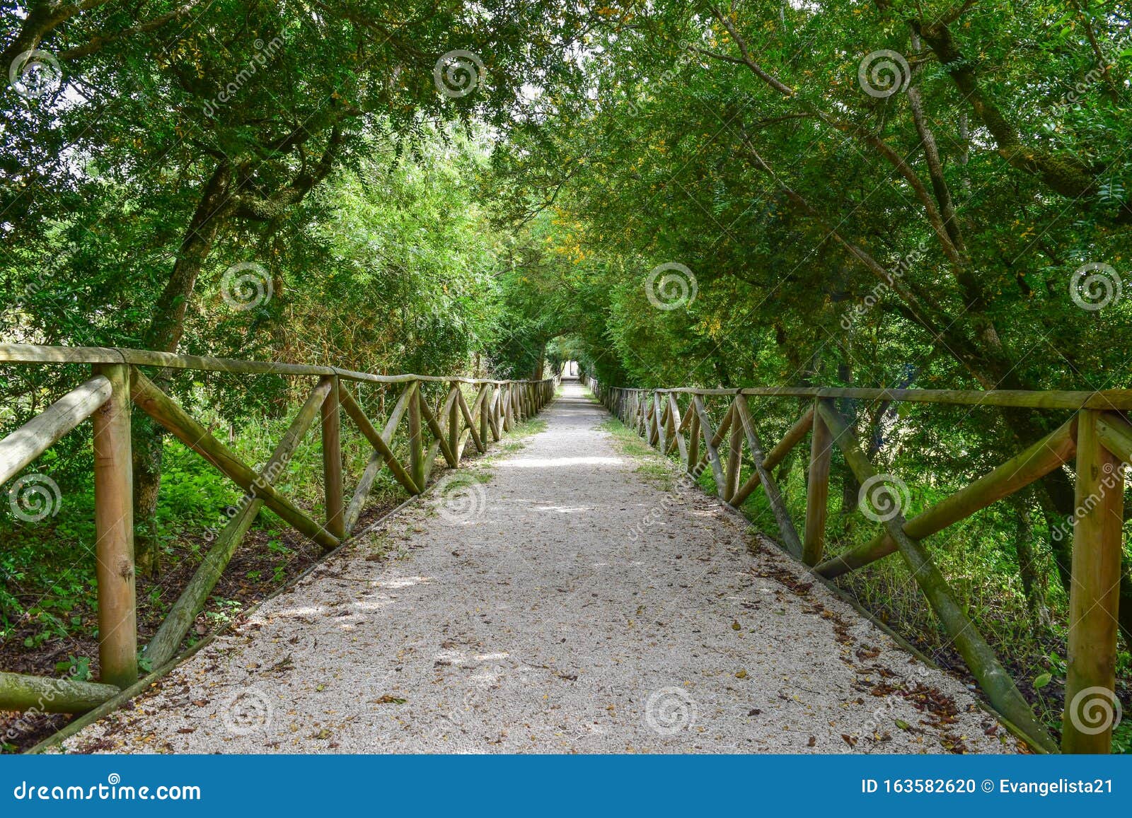 Path between the Trees and Vegetation Stock Photo - Image of caminho ...