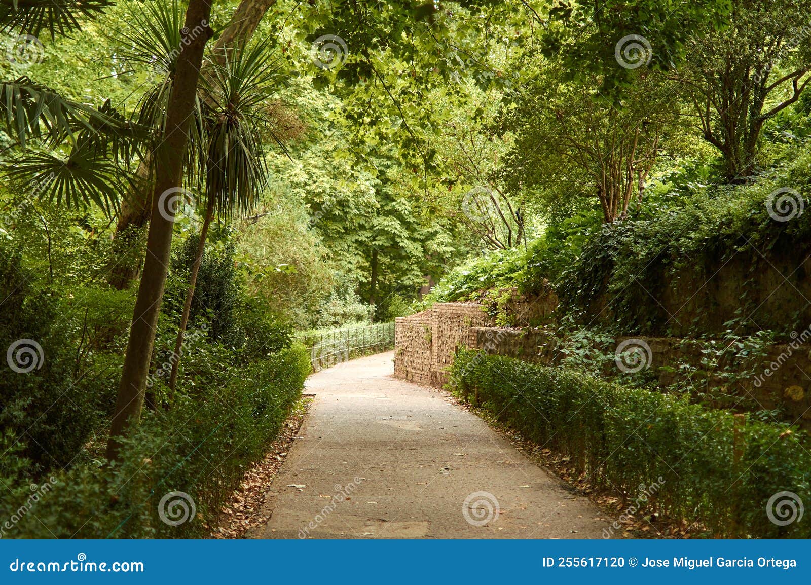 Path between Trees on a Wall Stock Photo - Image of tourism, landscape ...