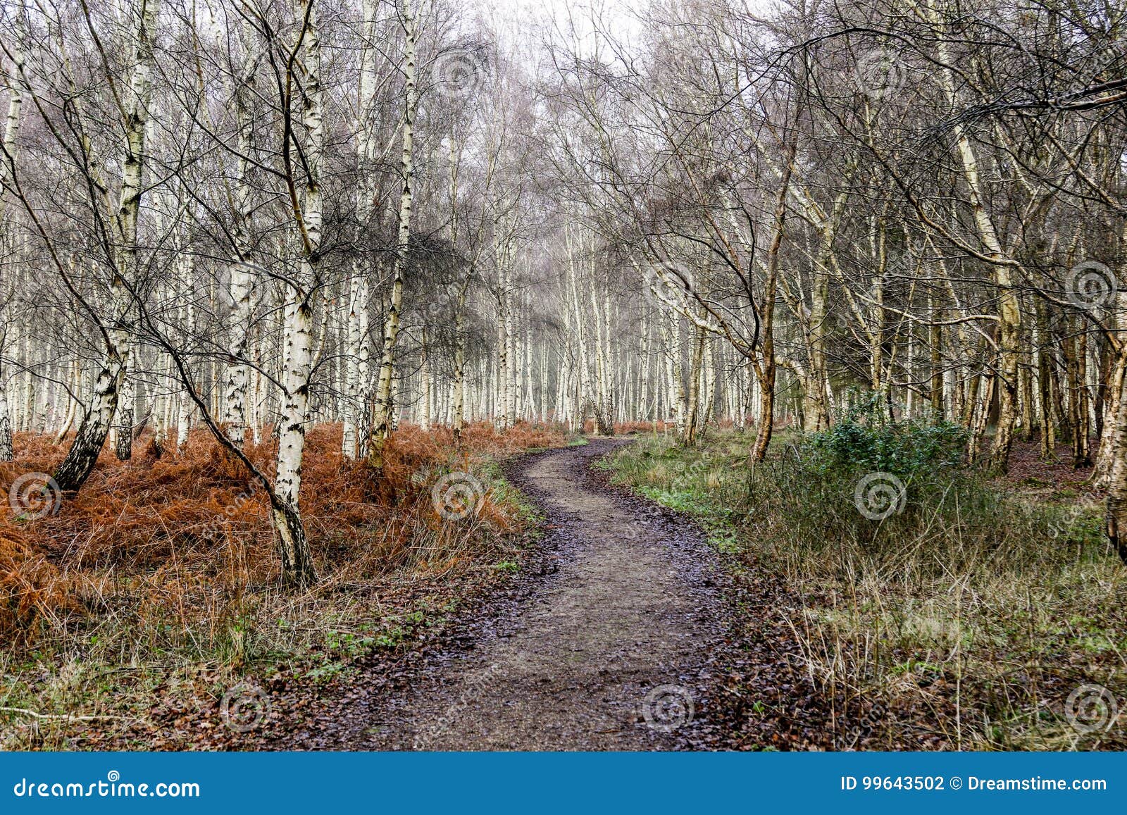Path through the trees stock photo. Image of path, natural - 99643502