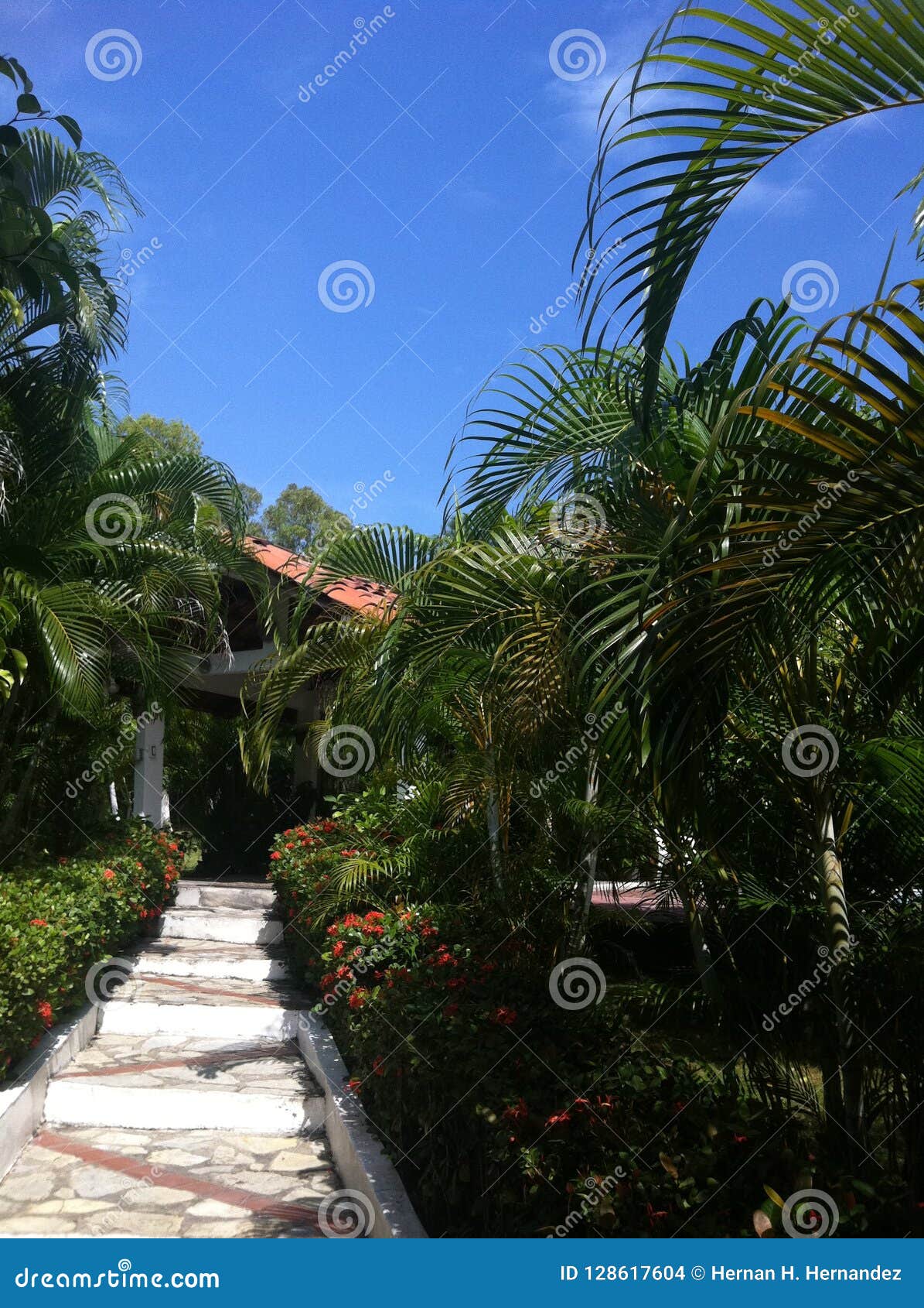 The Path between the Trees stock photo. Image of trees - 128617604