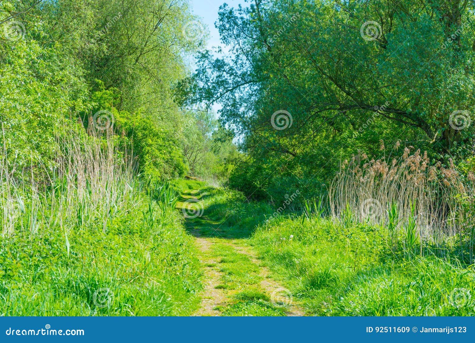 Path through Trees in Wetland in Spring Stock Image - Image of spring ...