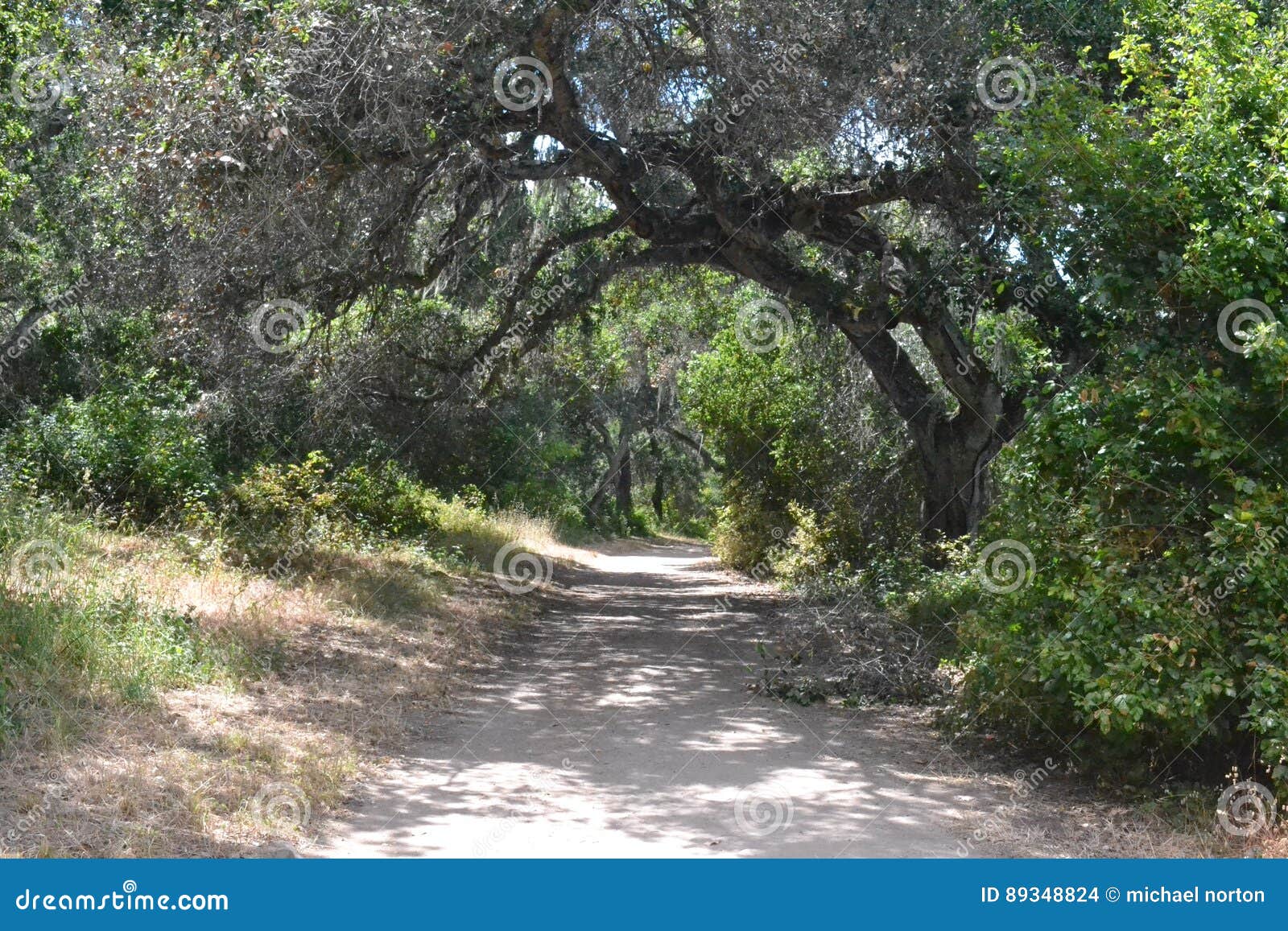 Path through the trees stock photo. Image of road, overhang - 89348824