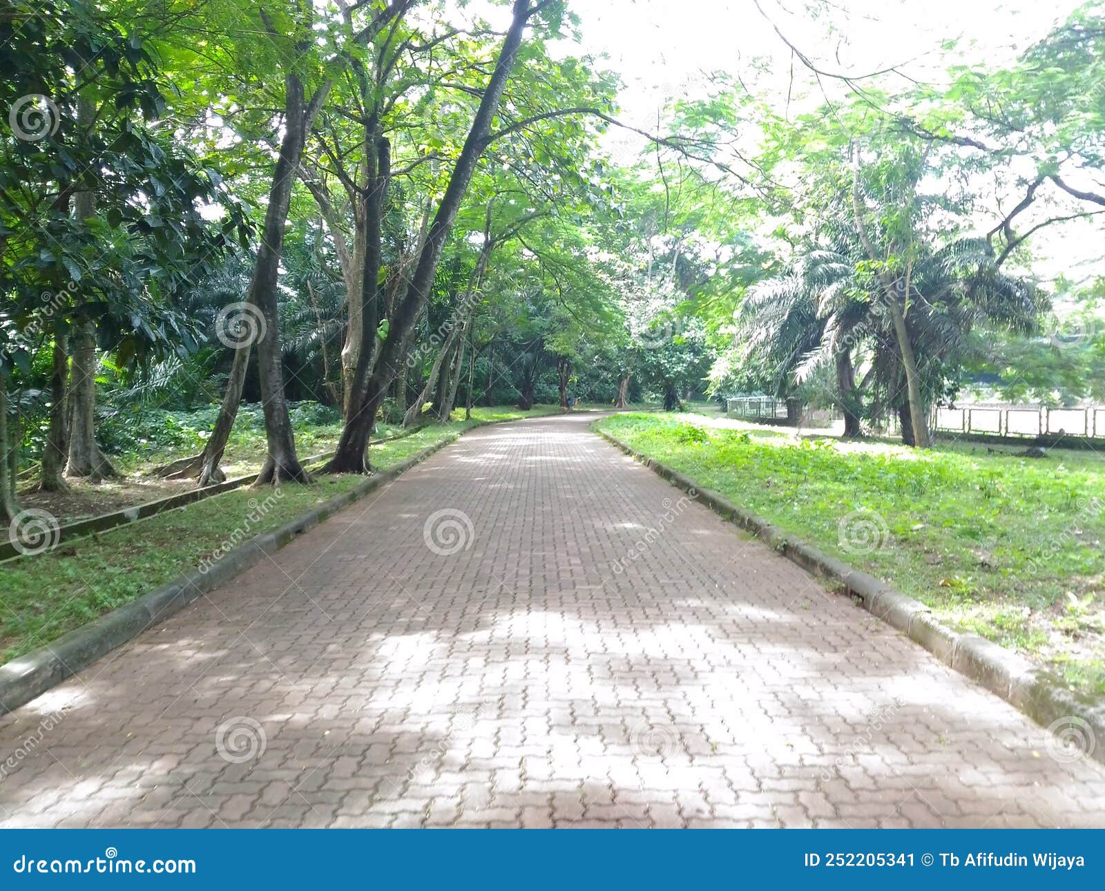 The Path between the Trees in Zoo Jakarta Stock Image - Image of high ...