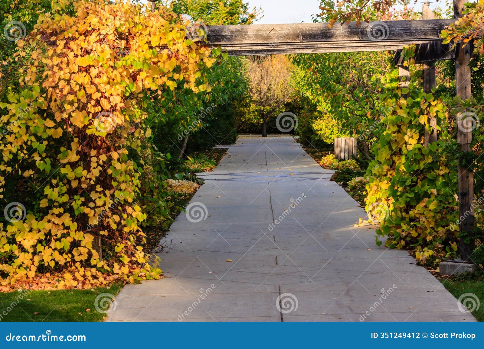 A Path with a Trellis and Vines on it Stock Photo - Image of season ...