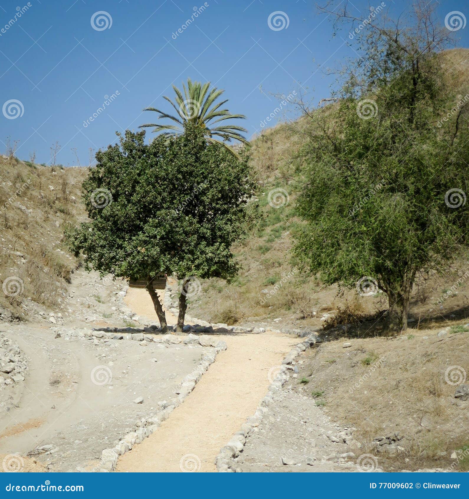 Path trhough the Trees stock photo. Image of leaves, palm - 77009602