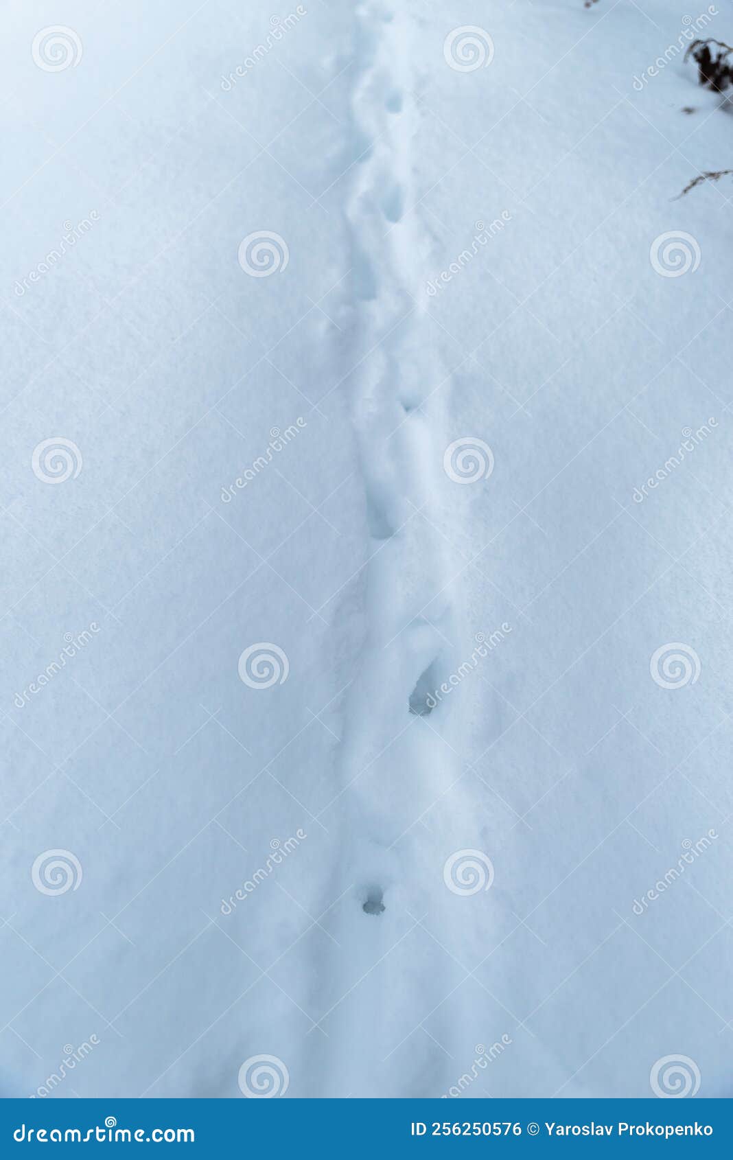 A Path Trodden by a Cat in Deep Dry Snow Stock Photo - Image of object ...