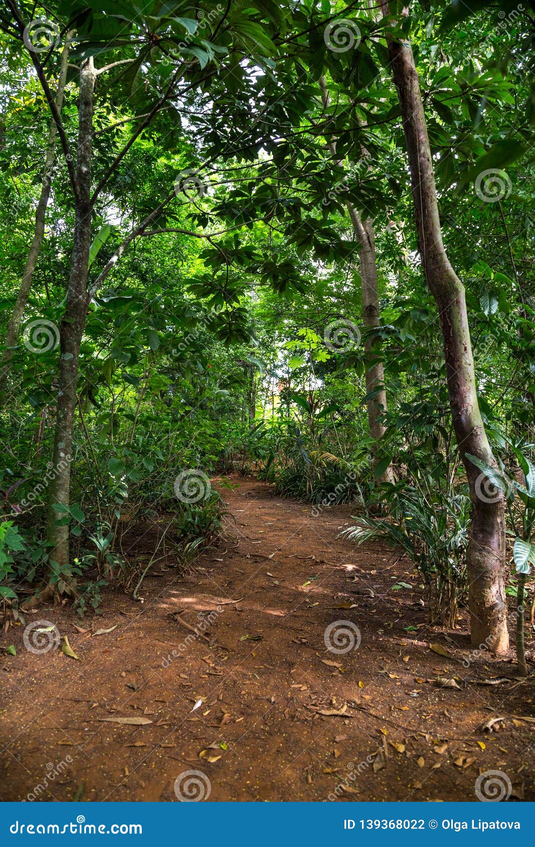 Tropical forest in Cuba stock photo. Image of plantation - 139368022