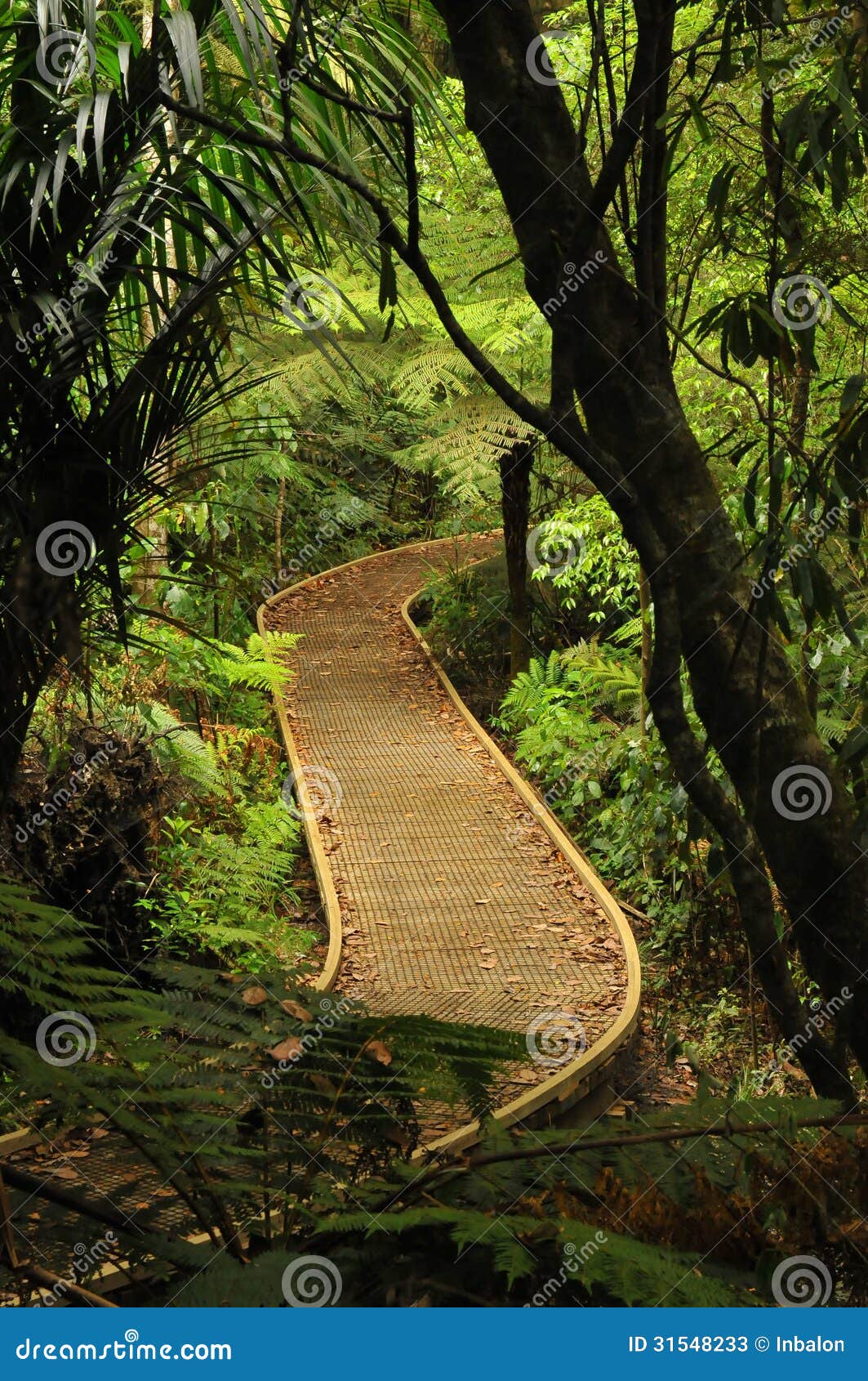 Path through Tropical Forest Stock Image - Image of bending, tropical ...